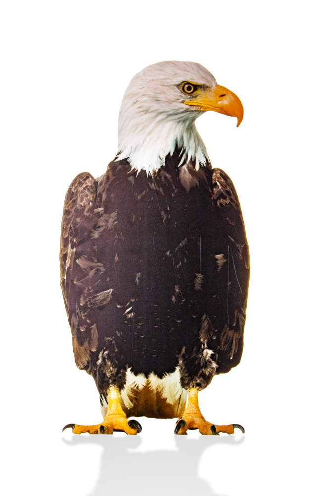 Plašič ptáků a škůdců - 2D maketa Orla bělohlavého, 28 x 55 cm | Traiva ...